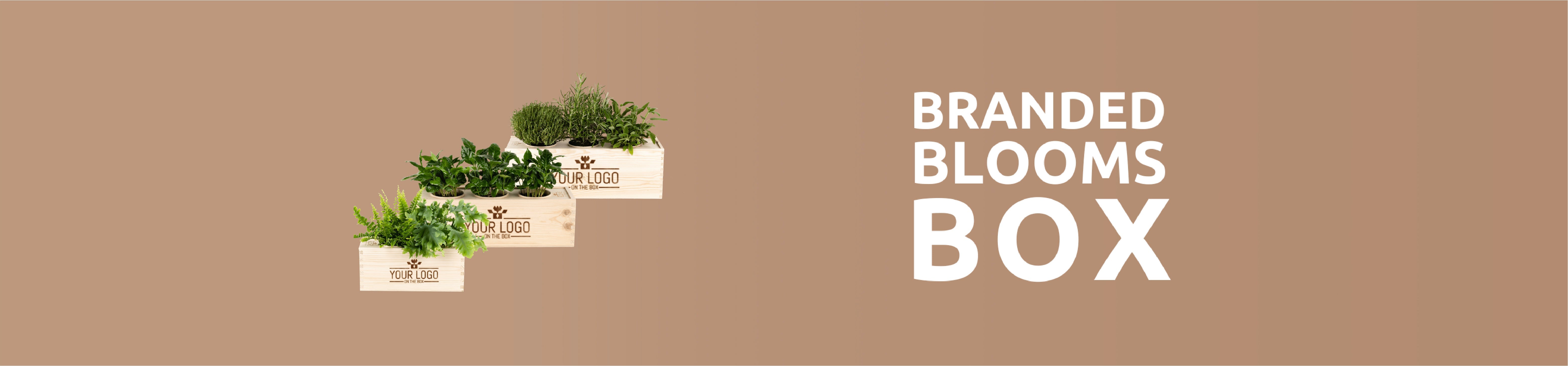 Branded BloomsBox - in the spotlight for months with your logo – Blooms ...