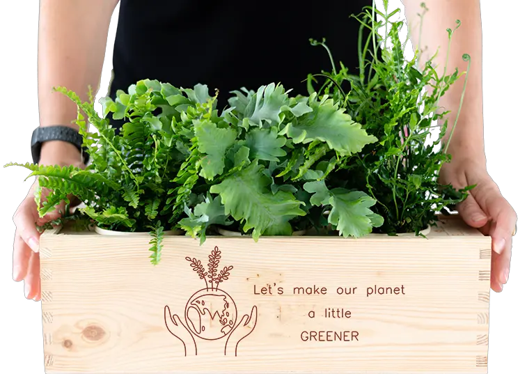 WHAT IS BLOOMS OUT OF THE BOX? – Blooms out of the Box